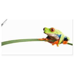 Artland Wandbild &raquo;Frosch auf einem Blatt&laquo; Wassertiere 1 Stk. tlg. als Leinwandbild, Poster in verschied. Gr&ouml;&szlig;en wei&szlig;