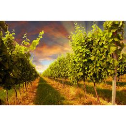 papermoon Fototapete &raquo;Sunset Vineyard&laquo; glatt bunt Vlies