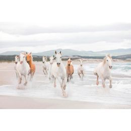 Komar Fototapete &raquo;White Horses - Gr&ouml;&szlig;e 368 x 254 cm&laquo; bedruckt glatt Wohnzimmer, Schlafzimmer wei&szlig; Papier