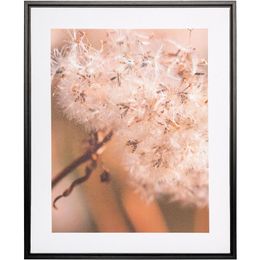 Creativ home Bild mit Rahmen &raquo;Pusteblume&laquo; 1 Stk. tlg. auf Canvas-Leinwand beige Papier