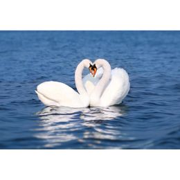 papermoon Fototapete &raquo;Swan Love Couple&laquo; glatt bunt Vlies