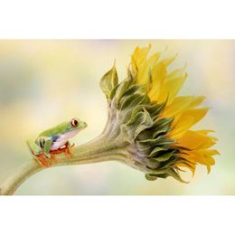 papermoon Fototapete &raquo;LINDA D LESTER, ROTER&Auml;UGIGER BAUMFROSCH AUF EINER SONNENBLUME&laquo; bunt Vlies