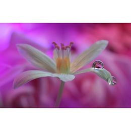 papermoon Fototapete &raquo;Zen Wassertropfen mit Blume Makro&laquo; bunt Vlies