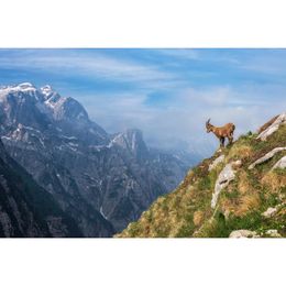 papermoon Fototapete &raquo;Photo-Art ALES KRIVEC, ALPINE IBEX IN DEN BERGEN&laquo; bunt Vlies