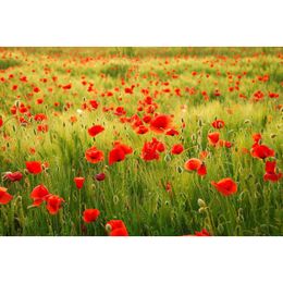 papermoon Fototapete &raquo;Field of Poppies&laquo; glatt bunt Vlies