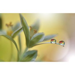 papermoon Fototapete &raquo;Zen Wassertropfen mit Blume Makro&laquo; bunt Vlies