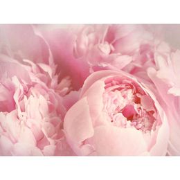papermoon Fototapete &raquo;Peony Flowers&laquo; glatt bunt Vlies