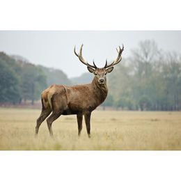 papermoon Fototapete &raquo;HIRSCH-NATUR LANDSCHAFT WILD TIERE WALD B&Auml;UME PFERDE&laquo; bunt Vlies