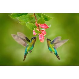 papermoon Fototapete &raquo;KOLIBRIS-V&Ouml;GEL TIERE BLUME BL&Uuml;TE WALD B&Auml;UME COSTA RICA&laquo; bunt Vlies