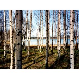 papermoon Fototapete &raquo;Finnish Forest of Birch Trees&laquo; glatt bunt Vlies