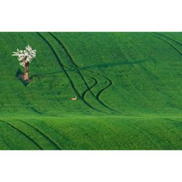 papermoon Fototapete &raquo;Feld mit Baum&laquo; bunt Vlies