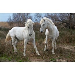 papermoon Fototapete &raquo;PFERDE-CAMARGUE GALLOP STRAND MEER TIERE K&Uuml;STE PROVENCE&laquo; bunt Vlies