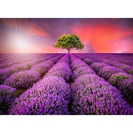 papermoon Fototapete &raquo;Lavendel Field in Sunburst&laquo; glatt bunt Vlies