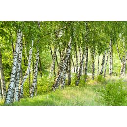 papermoon Fototapete &raquo;Birch Tree Forest&laquo; glatt bunt Vlies