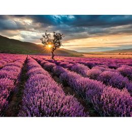 Livingwalls living walls Fototapete &raquo;Lavendelfeld Lavendelbl&uuml;te&laquo; Motiv abstrakt naturalistisch glatt Vlies, Wand, Schr&auml;ge Tapeten Wohnzimmer Schlafzimmer K&uuml;che 