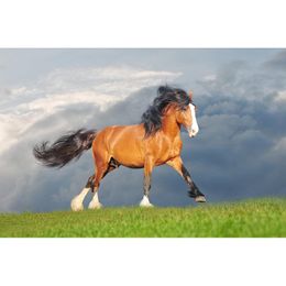 papermoon Fototapete &raquo;Zugpferd&laquo; bunt Vlies