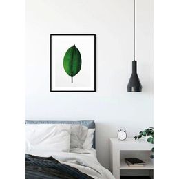 Komar Bild &raquo;Ficus Leaf&laquo; Bl&auml;tter Pflanzen 1 Stk. tlg. Wandbild zur Dekoration - ohne Rahmen bunt Holz, Papier