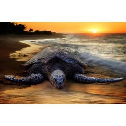 papermoon Fototapete &raquo;STRAND-SCHILDKR&Ouml;TE SONNENUNTERGANG MEER TIERE FISCHE&laquo; bunt Vlies