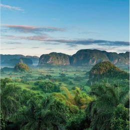 rasch Fototapete &raquo;Young Artists&laquo; Wald gemustert glatt bunt
