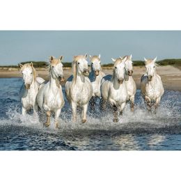papermoon Fototapete &raquo;PFERDE-CAMARGUE GALLOP STRAND MEER TIERE K&Uuml;STE PROVENCE&laquo; bunt Vlies