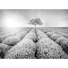 papermoon Fototapete &raquo;Baum im Feld Schwarz & Wei&szlig;&laquo; schwarz Vlies