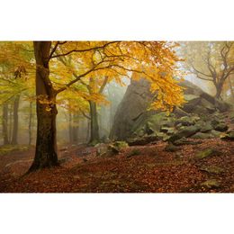 papermoon Fototapete &raquo;Photo-Art DANIEL &Aring; ̃E&Aring; ̃ICHA, HERBSTWALD&laquo; bunt Vlies