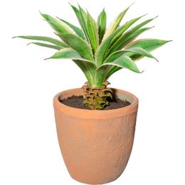 Creativ green K&uuml;nstliche Zimmerpflanze &raquo;Agave im Terracottatopf&laquo; gr&uuml;n Obermaterial: 100% Polyethylen