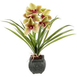 my home Kunstblume &raquo;Orchidee&laquo; Mit Bl&auml;tter im Topf aus Zement K&uuml;nstliche Blume Cymbidium-Orchidee bunt Polyester