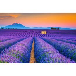 papermoon Fototapete &raquo;LAVENDEL-FELD-PROVENCE WIESE GEBIRGE BLUMEN SONNE WALD&laquo; bunt Vlies