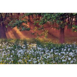 papermoon Fototapete &raquo;L&Ouml;WENZAHN-FELD WIESE PUSTEBLUME KRAUT BLUME WALD NEBEL&laquo; bunt Vlies