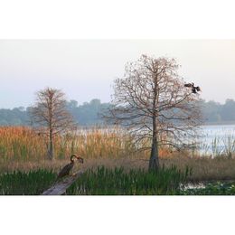 papermoon Fototapete &raquo;ANHINGA-WASSER VOGEL&laquo; bunt Vlies