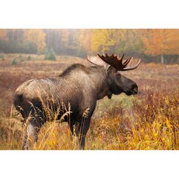 papermoon Fototapete &raquo;ELCH-STIER TIER HIRSCH WALD GEWEIH STEPPE TUNDRA PR&Auml;RIE&laquo; bunt Vlies