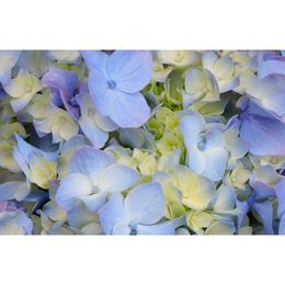 papermoon Fototapete &raquo;HORTENSIE-BL&Uuml;TE-BLUMEN PFLANZEN NATUR MUSTER DEKOR&laquo; bunt Vlies