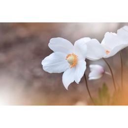 papermoon Fototapete &raquo;BLUMEN-ANEMONE MAKRO ABSTRAKT KUNST WIESE NATUR PFLANZE&laquo; bunt Vlies