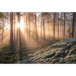 papermoon Fototapete &raquo;CHRISTIAN LINDSTEN, NEBEL IM WALD MIT WEI&szlig;EM MOOS IM UNTERGRUND&laquo; bunt Vlies