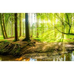papermoon Fototapete &raquo;WALD IM FR&Uuml;HLING SONNENLICHT&laquo; bunt Vlies
