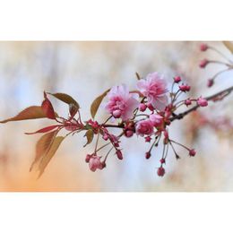 papermoon Fototapete &raquo;Zen Wassertropfen mit Blume Makro&laquo; bunt Vlies