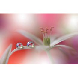 papermoon Fototapete &raquo;Zen Wassertropfen mit Blume Makro&laquo; bunt Vlies