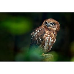 papermoon Fototapete &raquo;Brown Wood Owl&laquo; bunt Vlies
