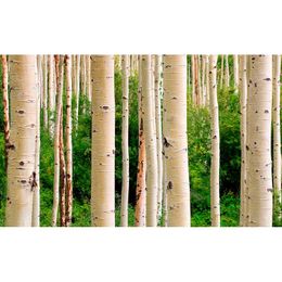 papermoon Fototapete &raquo;Aspen Woods in Summer&laquo; glatt bunt Vlies