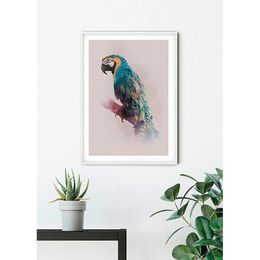Komar Bild &raquo;Animals Paradise Parrot&laquo; Tiere 1 Stk. tlg. Wandbild zur Dekoration - ohne Rahmen bunt Holz, Papier