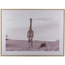 Creativ home Bild mit Rahmen &raquo;Giraffe&laquo; 1 Stk. tlg. mit schwarz-wei&szlig;em Motiv schwarz-wei&szlig; Canvas, Kunststoff