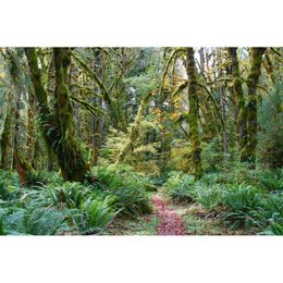 papermoon Fototapete &raquo;TROPISCHER WALD-BAUM DSCHUNGEL FARNE&laquo; bunt Vlies