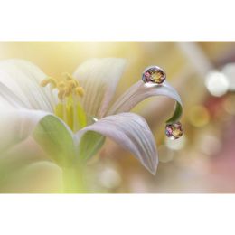 papermoon Fototapete &raquo;Zen Wassertropfen mit Blume Makro&laquo; bunt Vlies