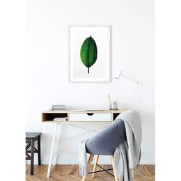 Komar Bild &raquo;Ficus Leaf&laquo; Bl&auml;tter Pflanzen 1 Stk. tlg. Wandbild zur Dekoration - ohne Rahmen bunt Holz, Papier