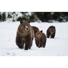 papermoon Fototapete &raquo;GRIZZLEY B&Auml;R-MIT JUNGEN WINTER NATUR WILDE TIERE WALD&laquo; bunt Vlies