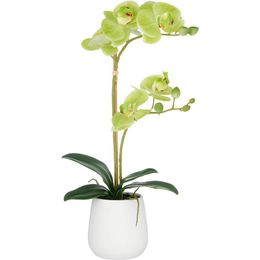 Creativ green Kunstorchidee &raquo;Orchidee Phalaenopsis&laquo; mit dauerhafter Bl&uuml;tenpracht gr&uuml;n Kunststoff