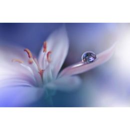 papermoon Fototapete &raquo;Zen Wassertropfen mit Blume Makro&laquo; bunt Vlies