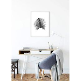 Komar Bild &raquo;Feather White&laquo; Federn 1 Stk. tlg. Wandbild zur Dekoration - ohne Rahmen bunt Holz, Papier