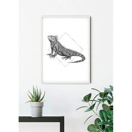 Komar Bild &raquo;Iguana White&laquo; Tiere 1 Stk. tlg. Wandbild zur Dekoration - ohne Rahmen bunt Holz, Papier